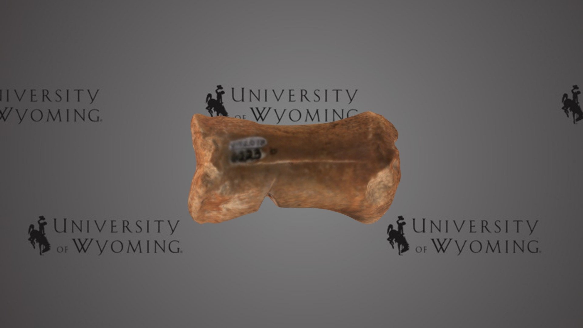 UW 6223 C - Hyopsodus sp., Phalange - Download Free 3D model by ...