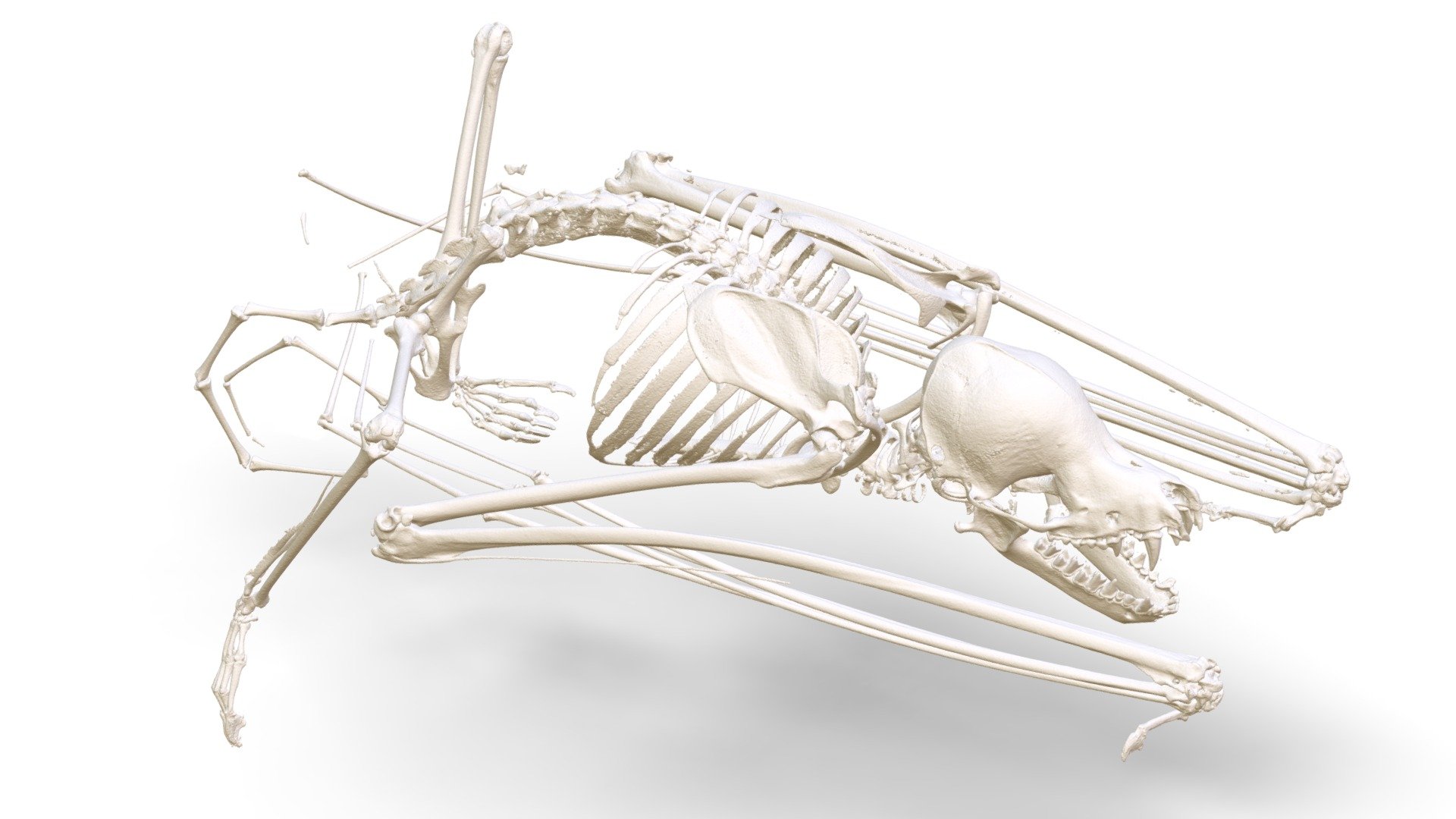 Myotis sp. (MSB:Mamm:262088) - 3D model by Biodiversity [d0644ad ...