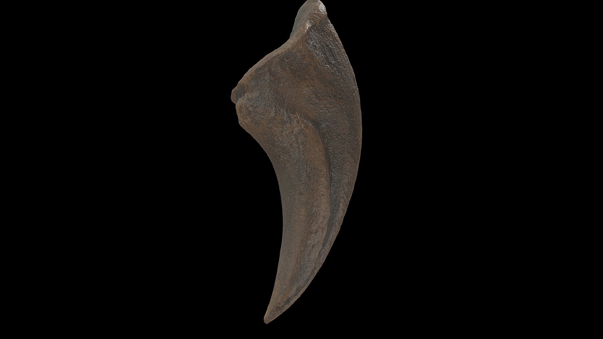 T Rex Claw 3D Scan - 3D model by Laser Design (@Laserdesign) [d070b0f ...