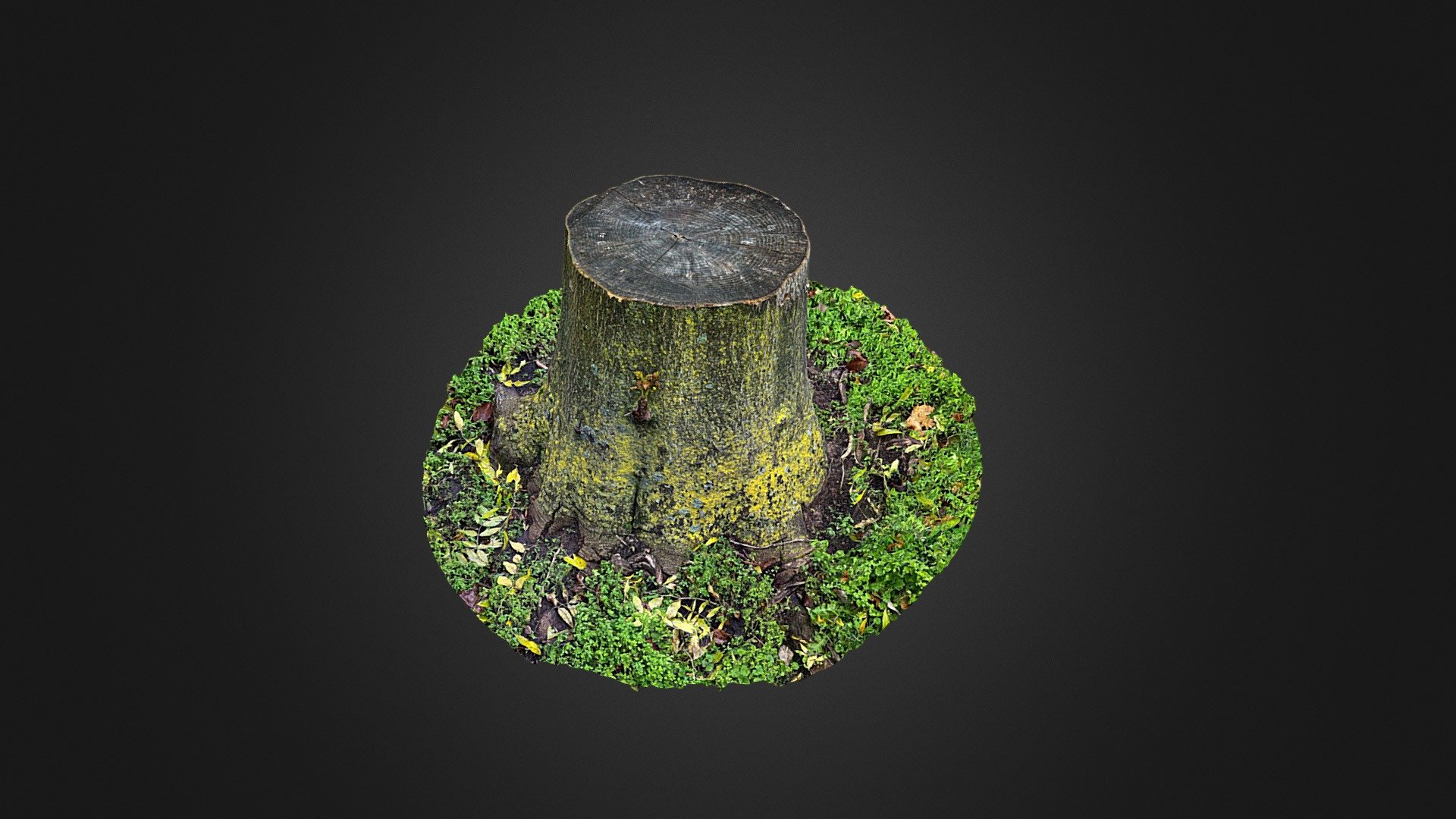 Tree Stump Nature Forest Wood Branch - Buy Royalty Free 3D model by ...
