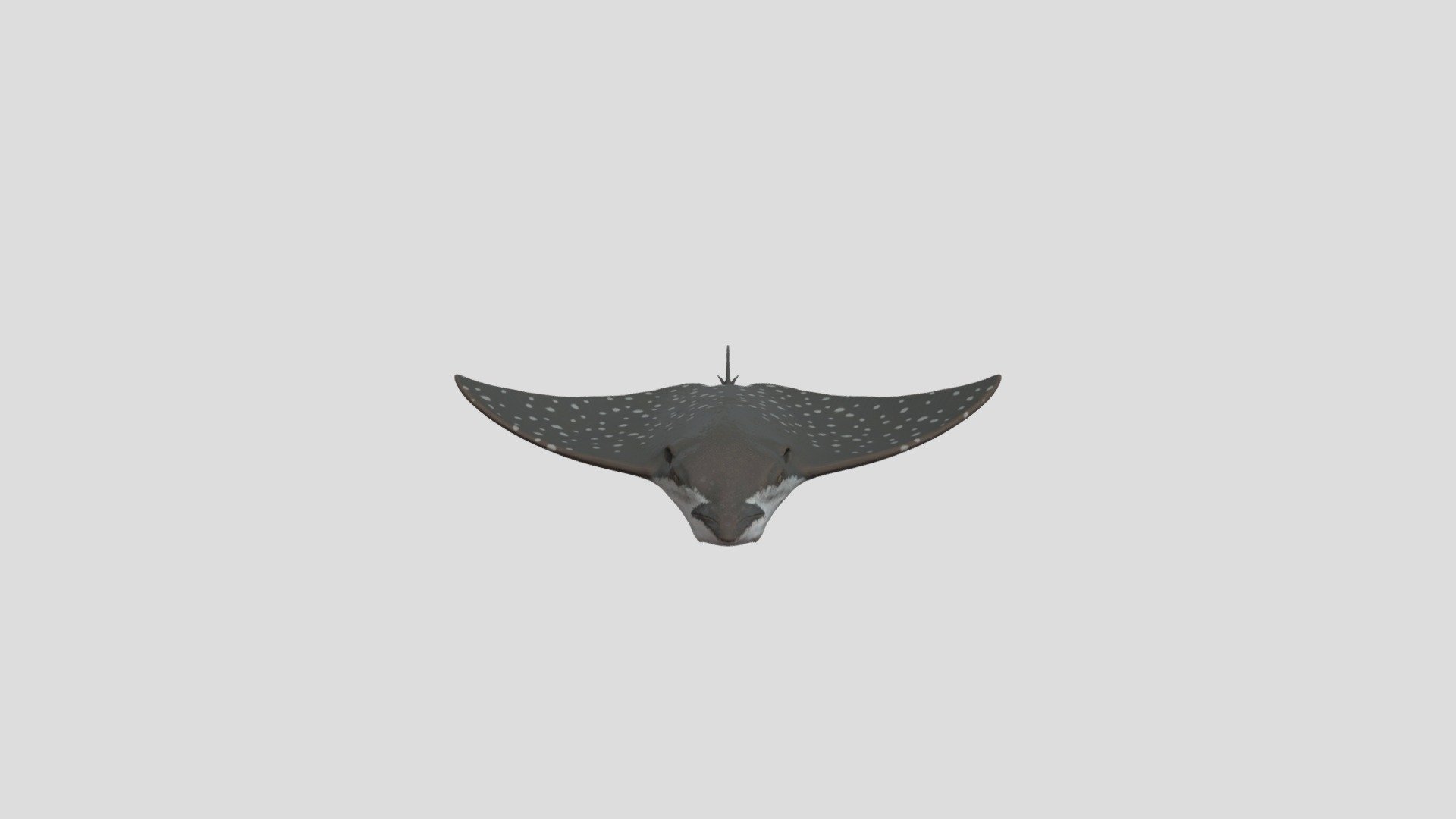 🌊 3D Stingray Model - 3D model by adnanmunir1989 [d073a74] - Sketchfab