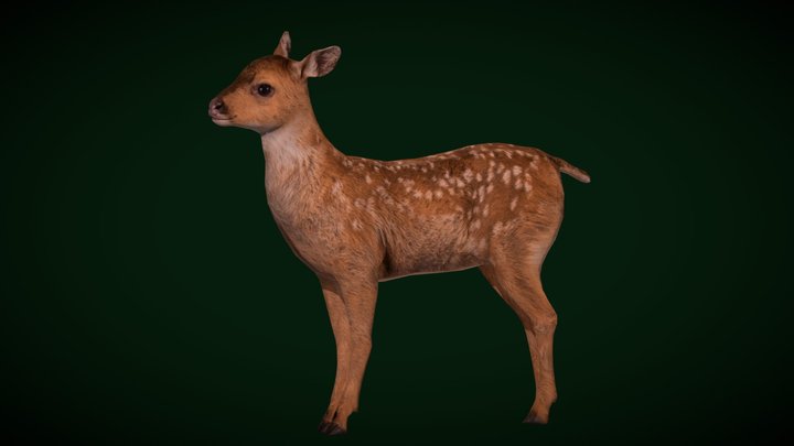 Fawn 3D models - Sketchfab