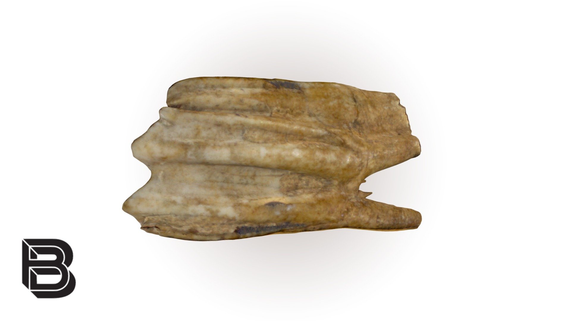 Bison Tooth Fossil - 3D model by The Bishop Museum of Science and ...