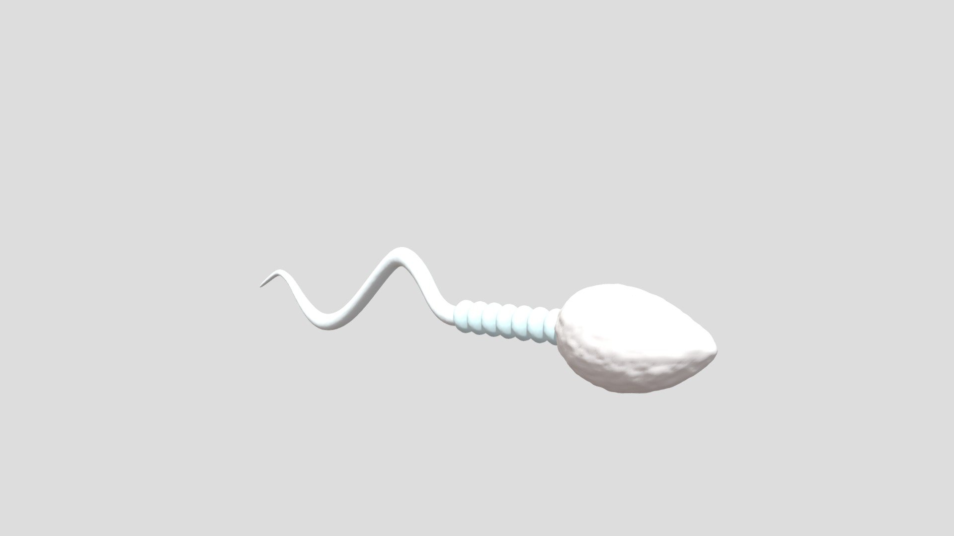 Sperm or Spermatozoon or male gamete - 3D model by ouaidat81 [d08244a ...