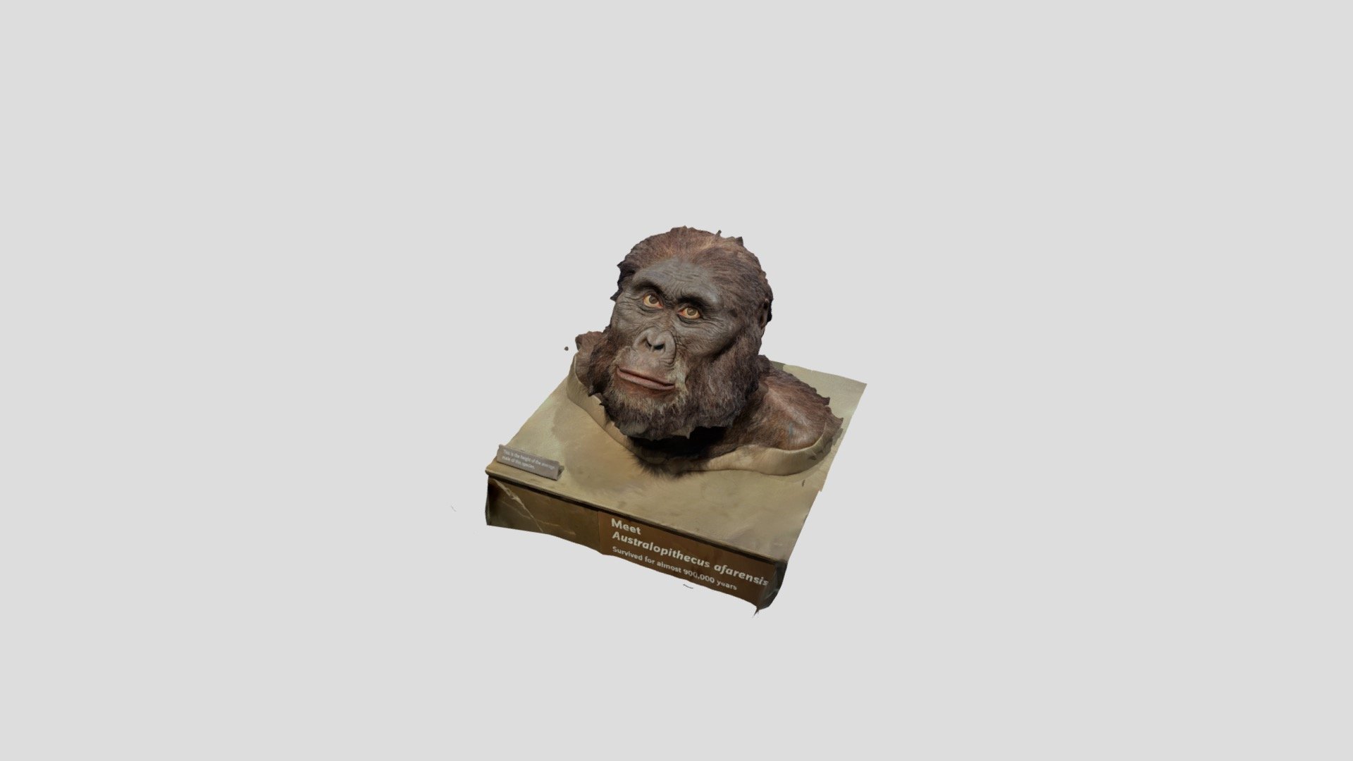 Australopithecus_DC_Natural_History_Museum_05_16 - 3D model by ...