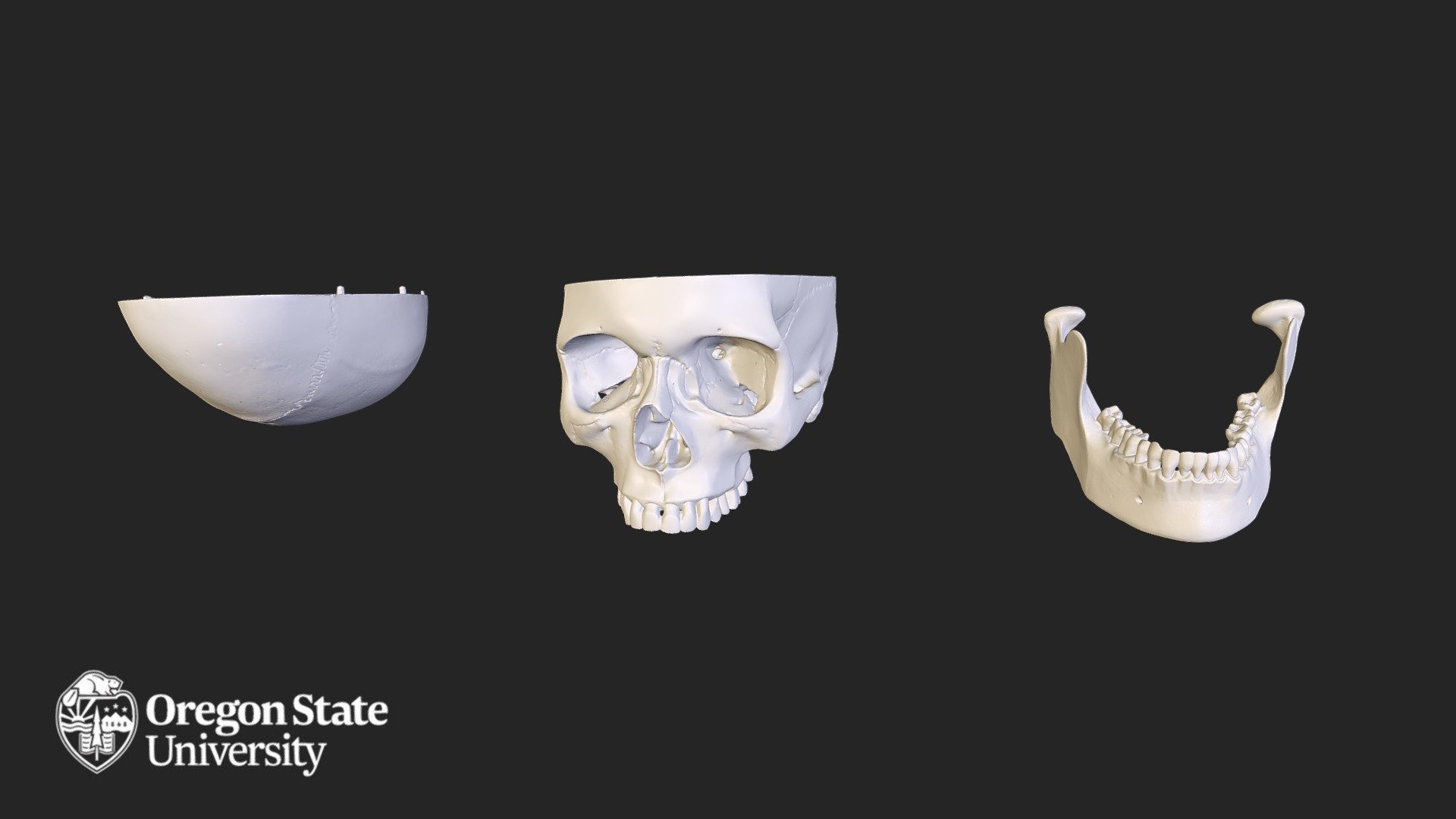 Skull layout with Cap and Mandible - Download Free 3D model by Oregon ...