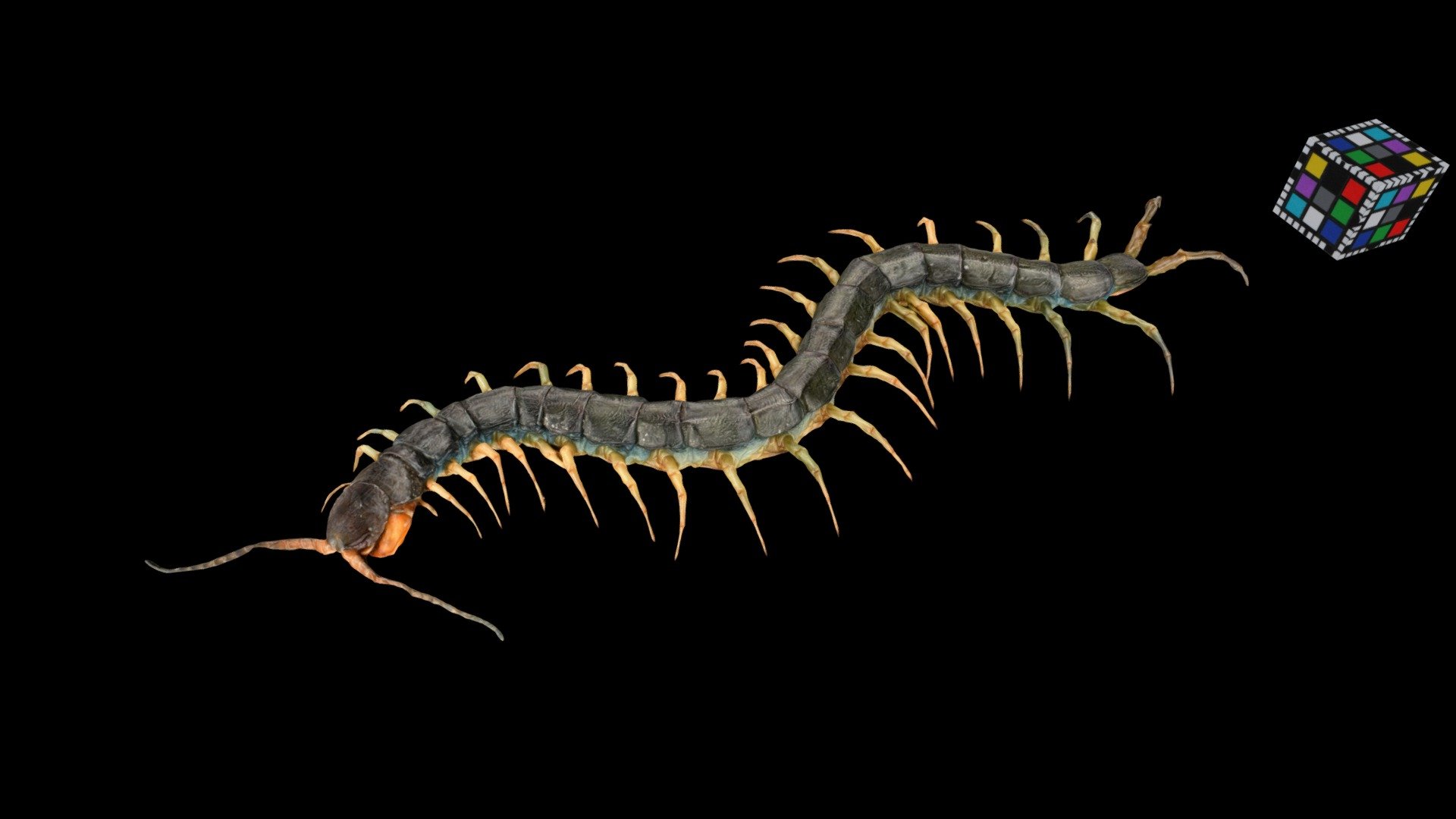 CC0 アオズムカデ？ Blue-head Centipede, S. japonica - Download Free 3D model ...