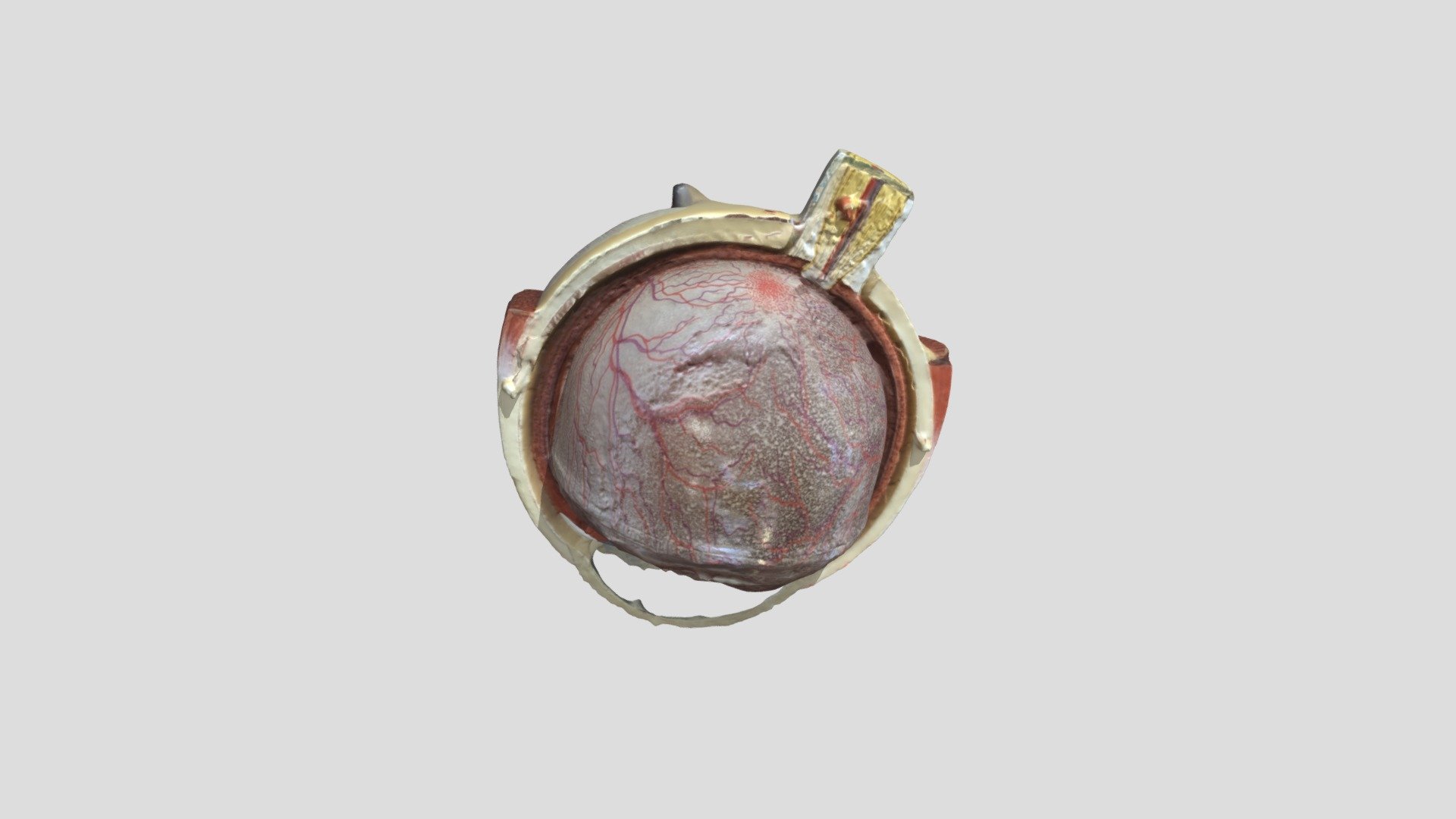 Eye Model Back - Download Free 3D model by khanguy77 [d09b021] - Sketchfab
