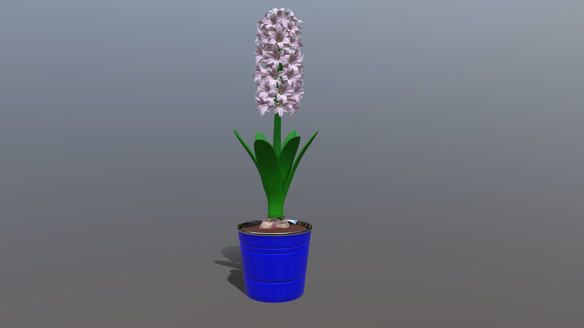 Hyacinth Flower - Download Free 3D model by pedrojn [d0a13c8] - Sketchfab