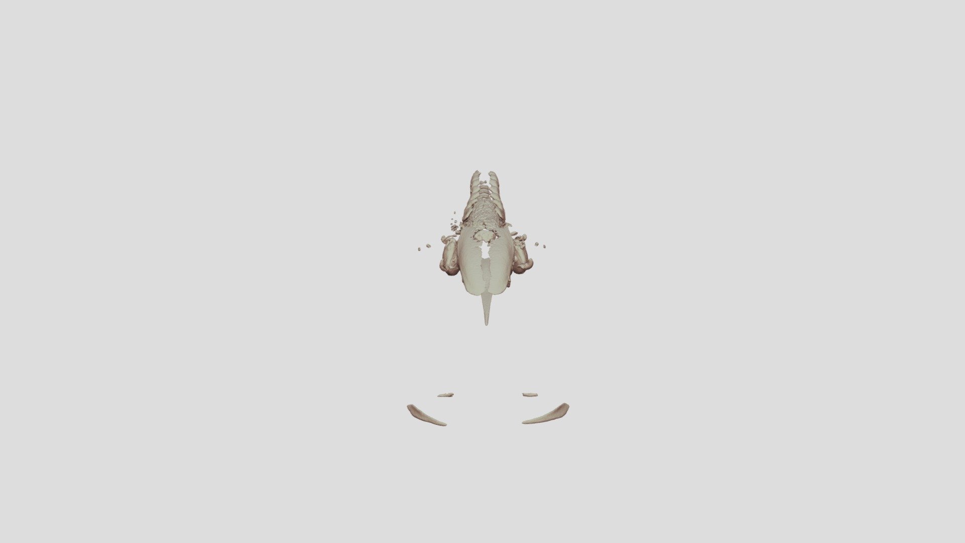 Skeleton of Xenopus laevis (NF stage 57) - Download Free 3D model by ...