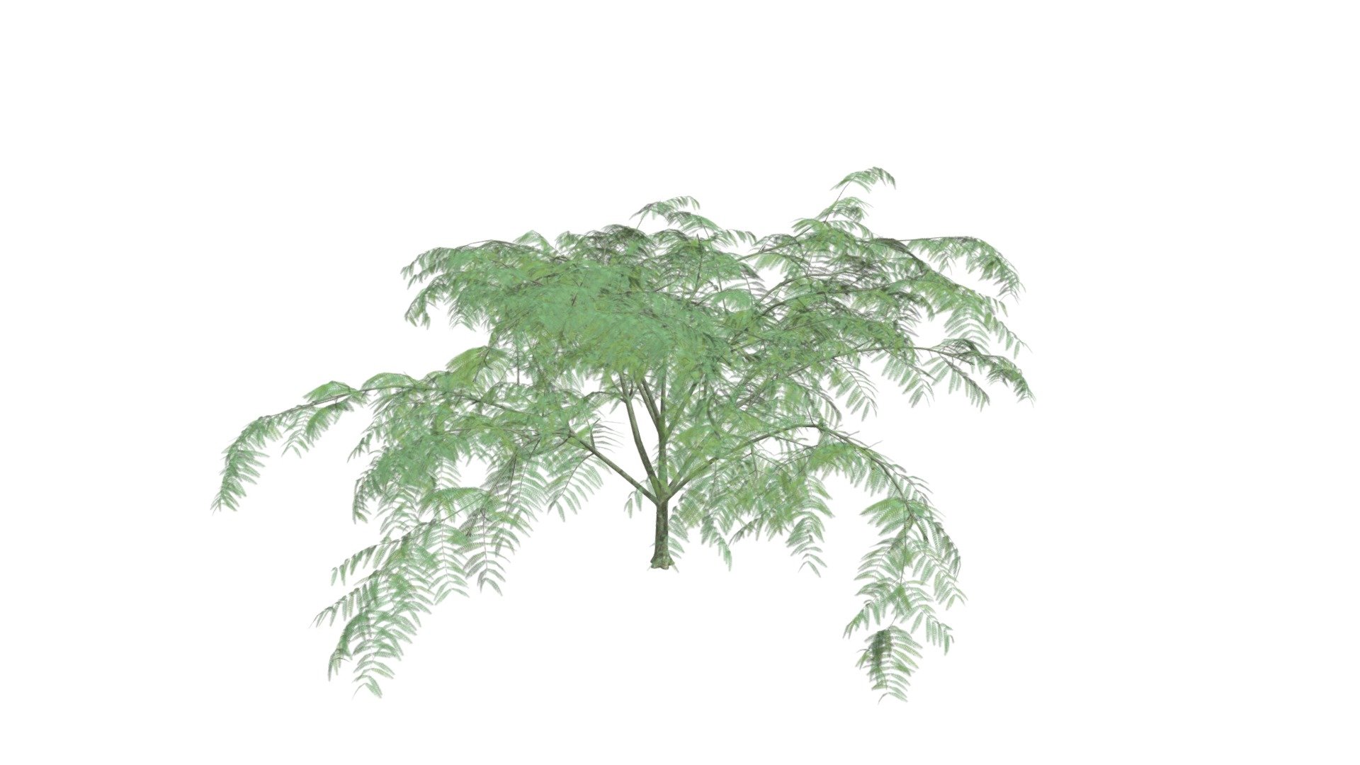 Mimosa Tree #06 - Buy Royalty Free 3D model by meshshape [d0aa9f1 ...
