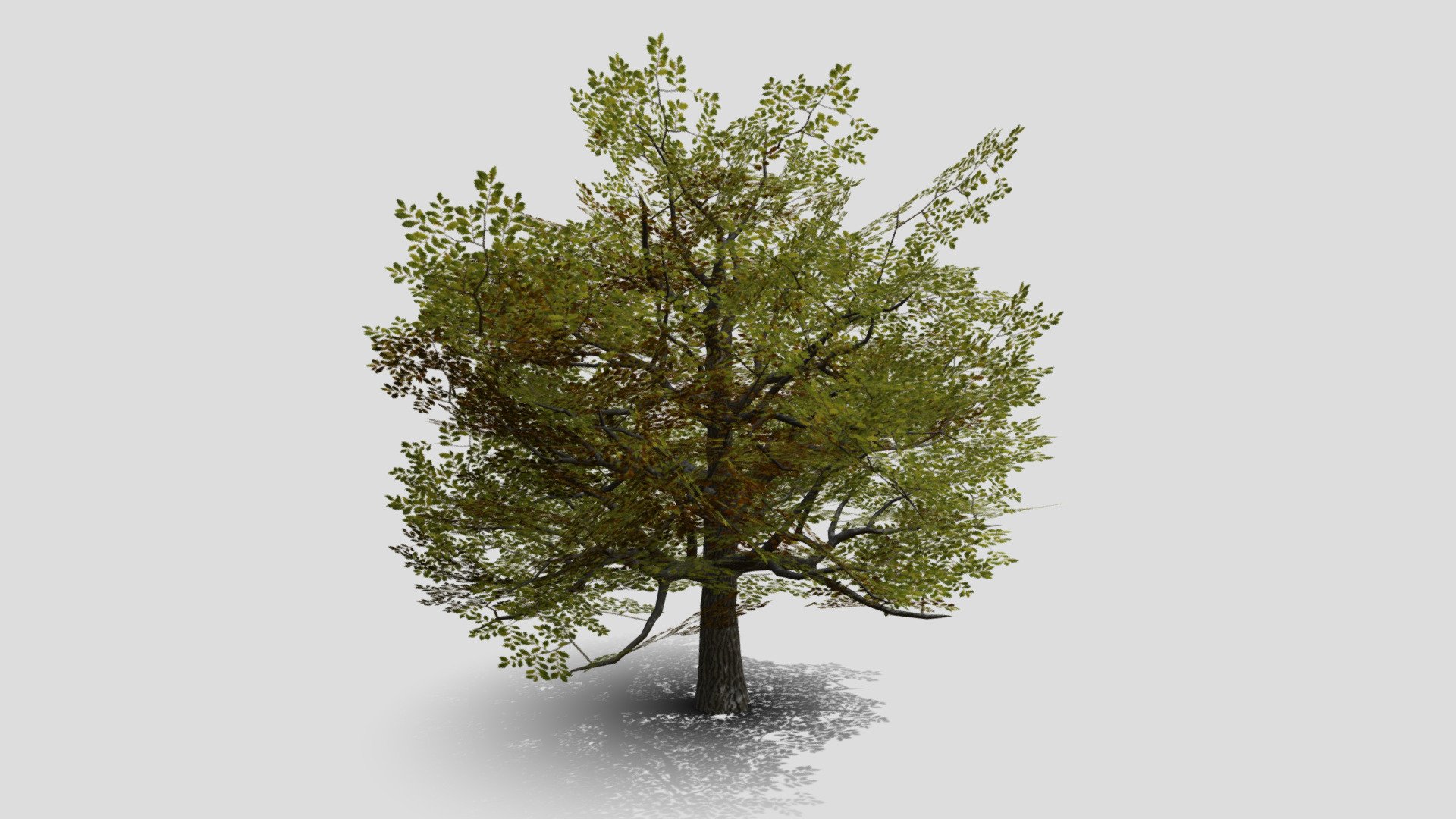 Oak Tree - 3D model by Julius V. Friedrich (@julius_friedrich) [d0ad408] - Sketchfab