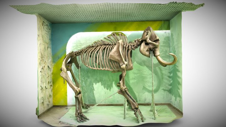Mammoth 3D models - Sketchfab