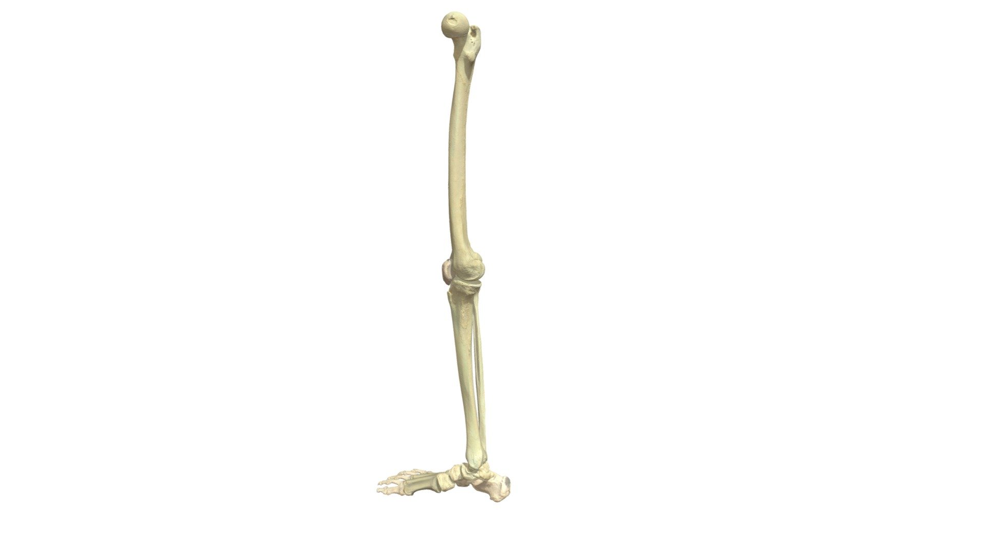 Leg + Foot - 3D model by Universiteit Antwerpen (@marjanmaldoy ...