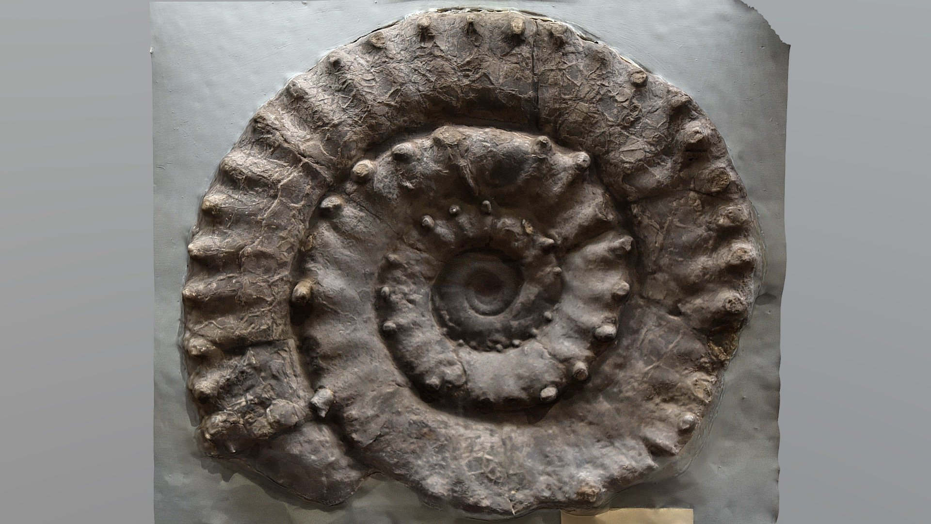 Ammonite, Whitby Museum - 3D model by Kenneth Lymer (@klymer41 ...