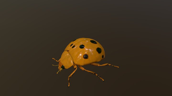 Ladybug 3D models - Sketchfab