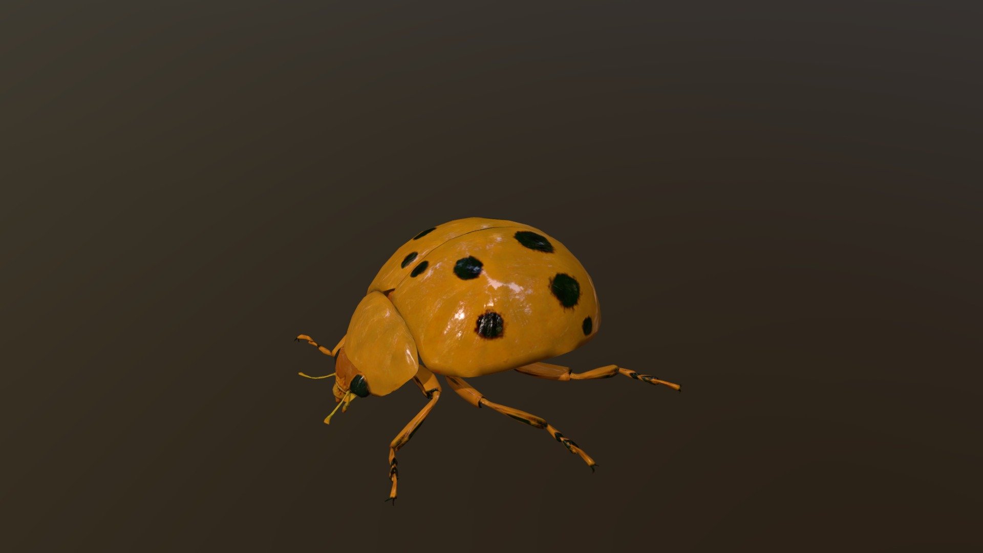 ladybug Lowpoly - Download Free 3D model by kenchoo [d0be686] - Sketchfab