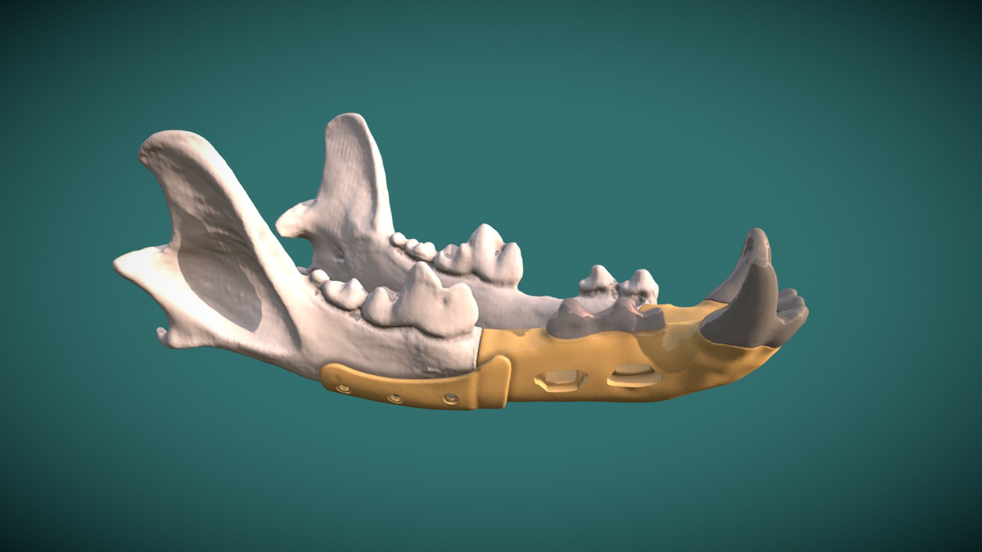 Dog jaw reconstruction PEEK and Titanium - 3D model by johnnyuday ...