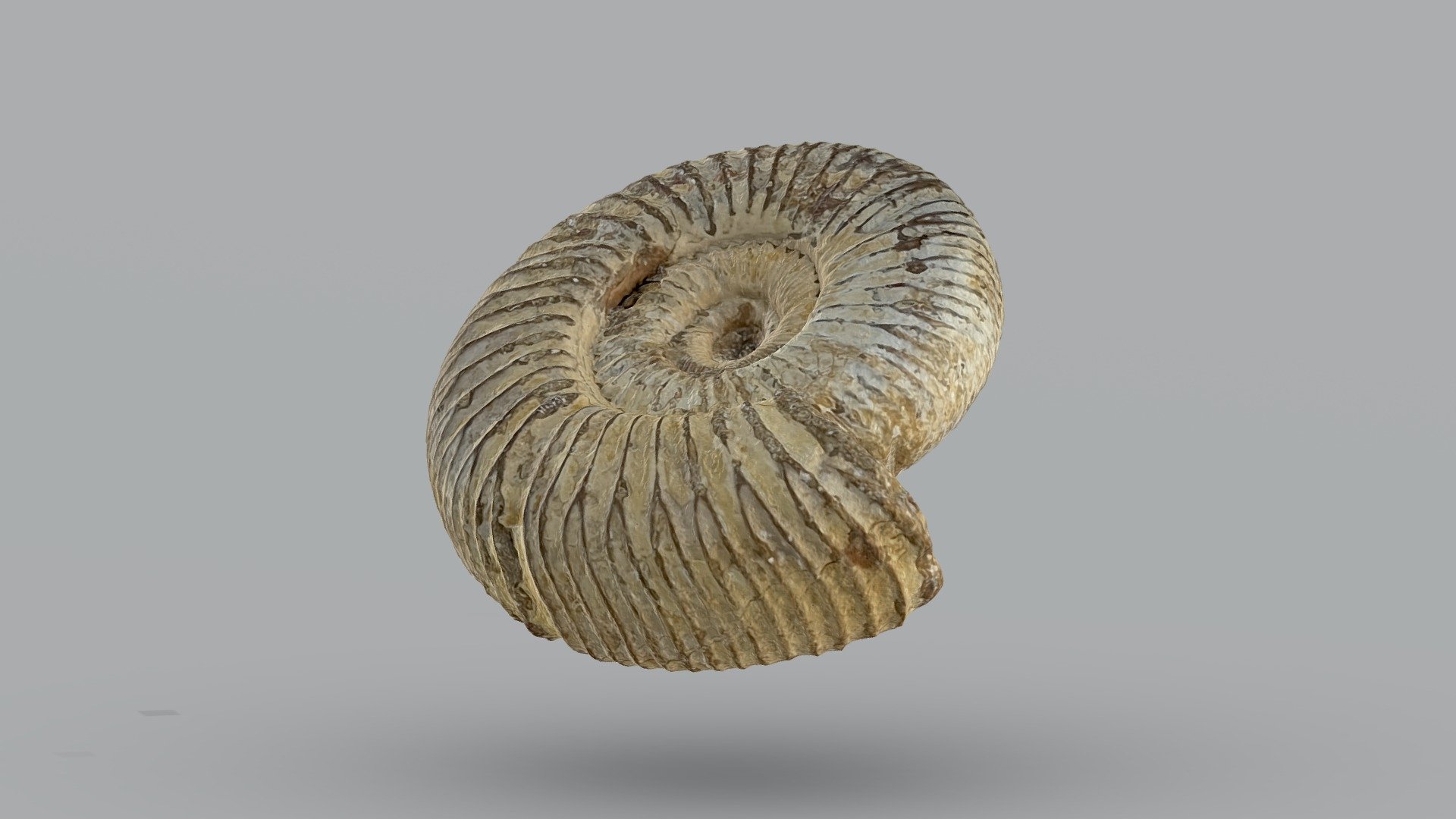 Ammonite, Science Zone UK - Download Free 3D model by Thomas Flynn ...