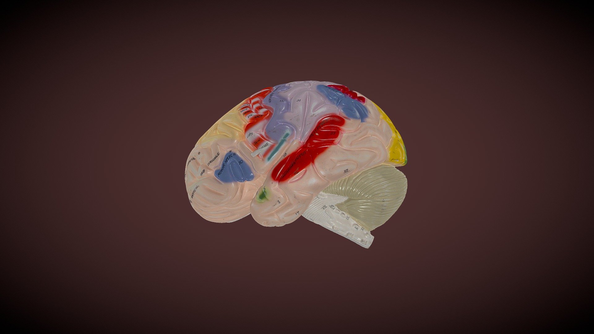 Half Brain Model - 3D model by OrJames Labs (@orjameslabs) [d0d26eb ...