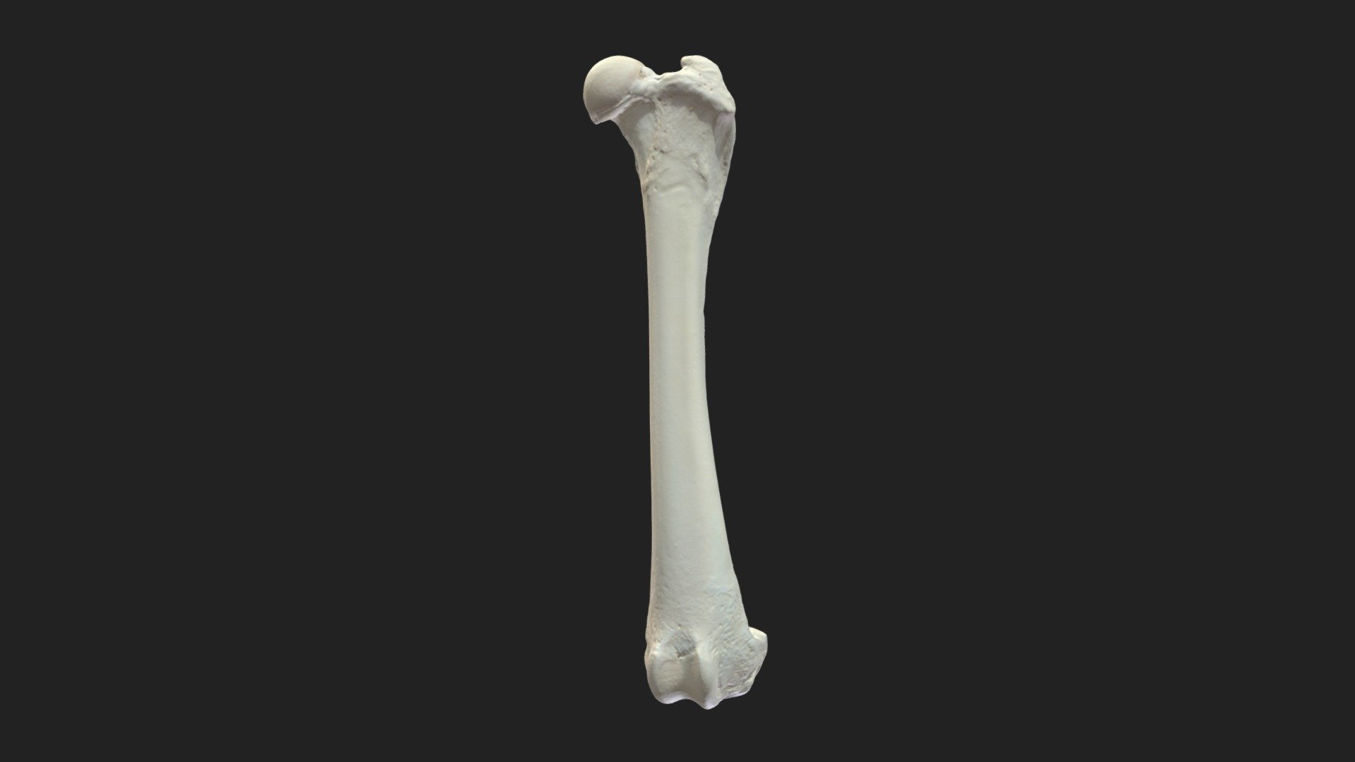 femur (os femoris) dog - Download Free 3D model by vetanatMunich ...