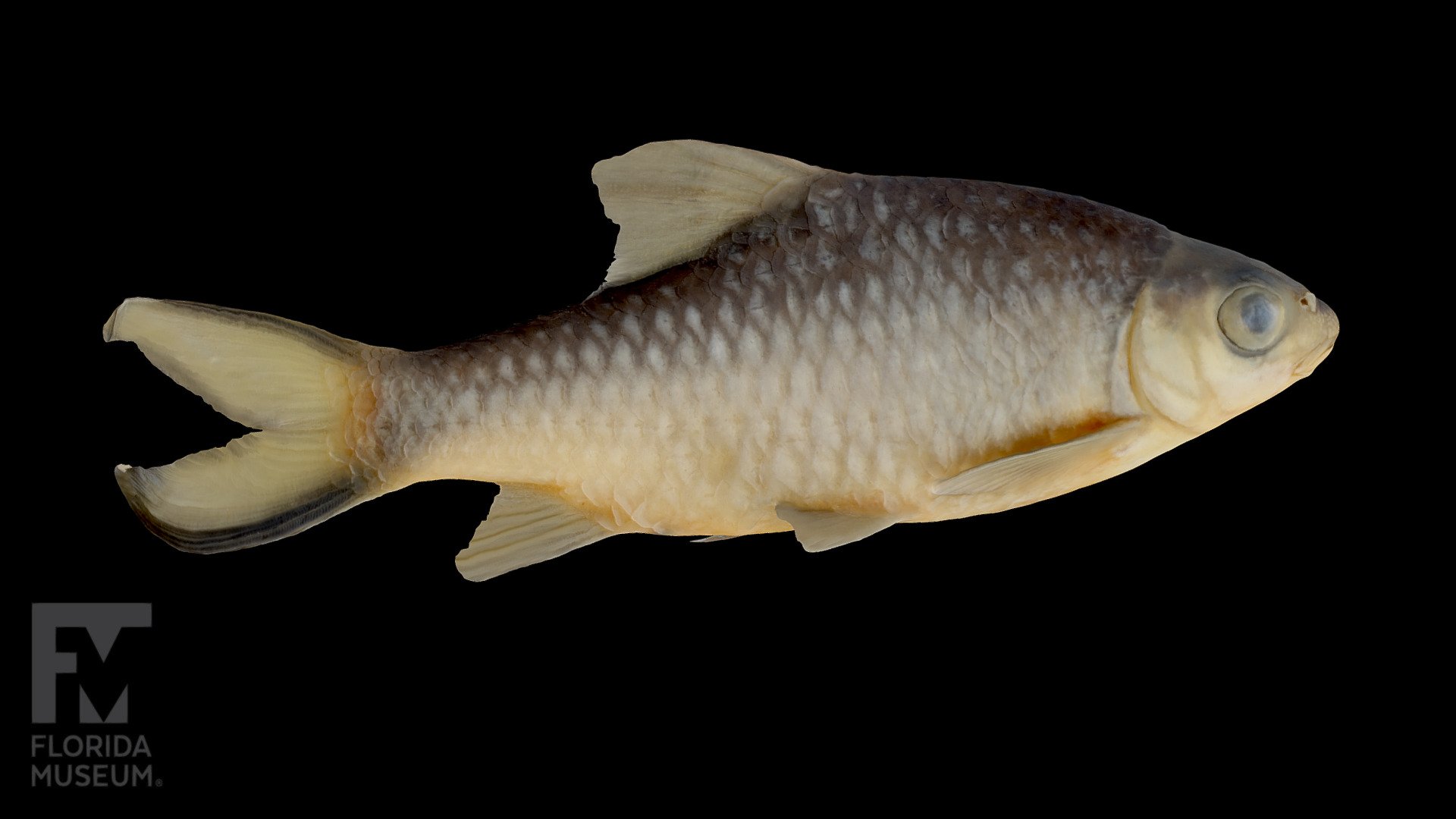 Carp, Cyprinidae - 3D model by FloridaMuseum [d0d5d24] - Sketchfab