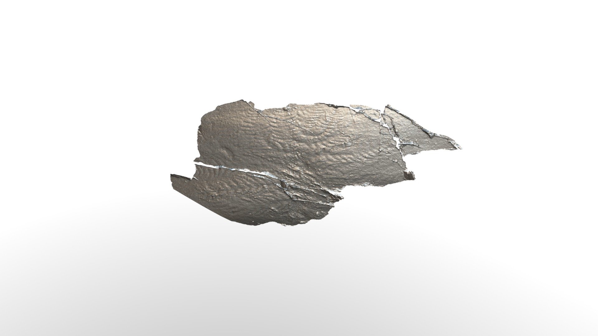 Ediacaran fossil of Hapsidophyllas flexibilis - 3D model by Emily G ...