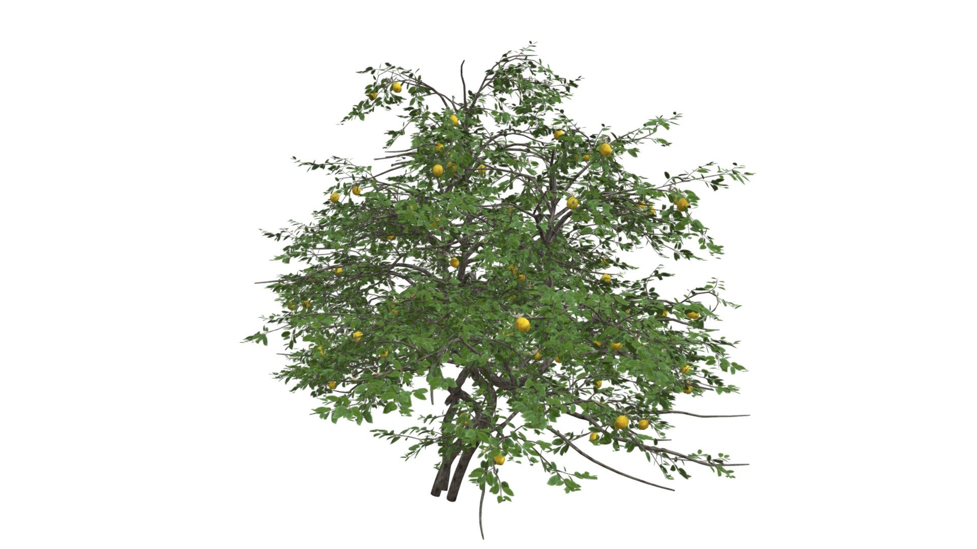 Lemon Tree #08 - Buy Royalty Free 3D model by meshshape [d0dda93 ...