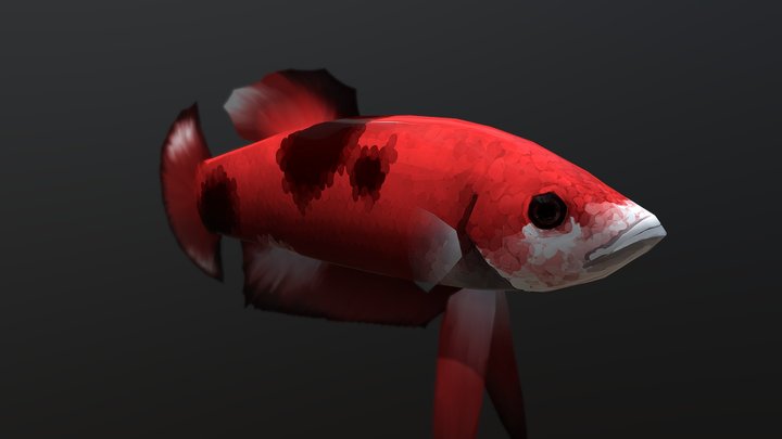 Betta-fish 3D models - Sketchfab