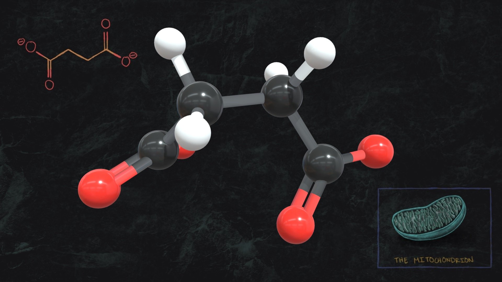 Succinate - 3D model by University of Dundee, CAHID (@anatomy_dundee ...