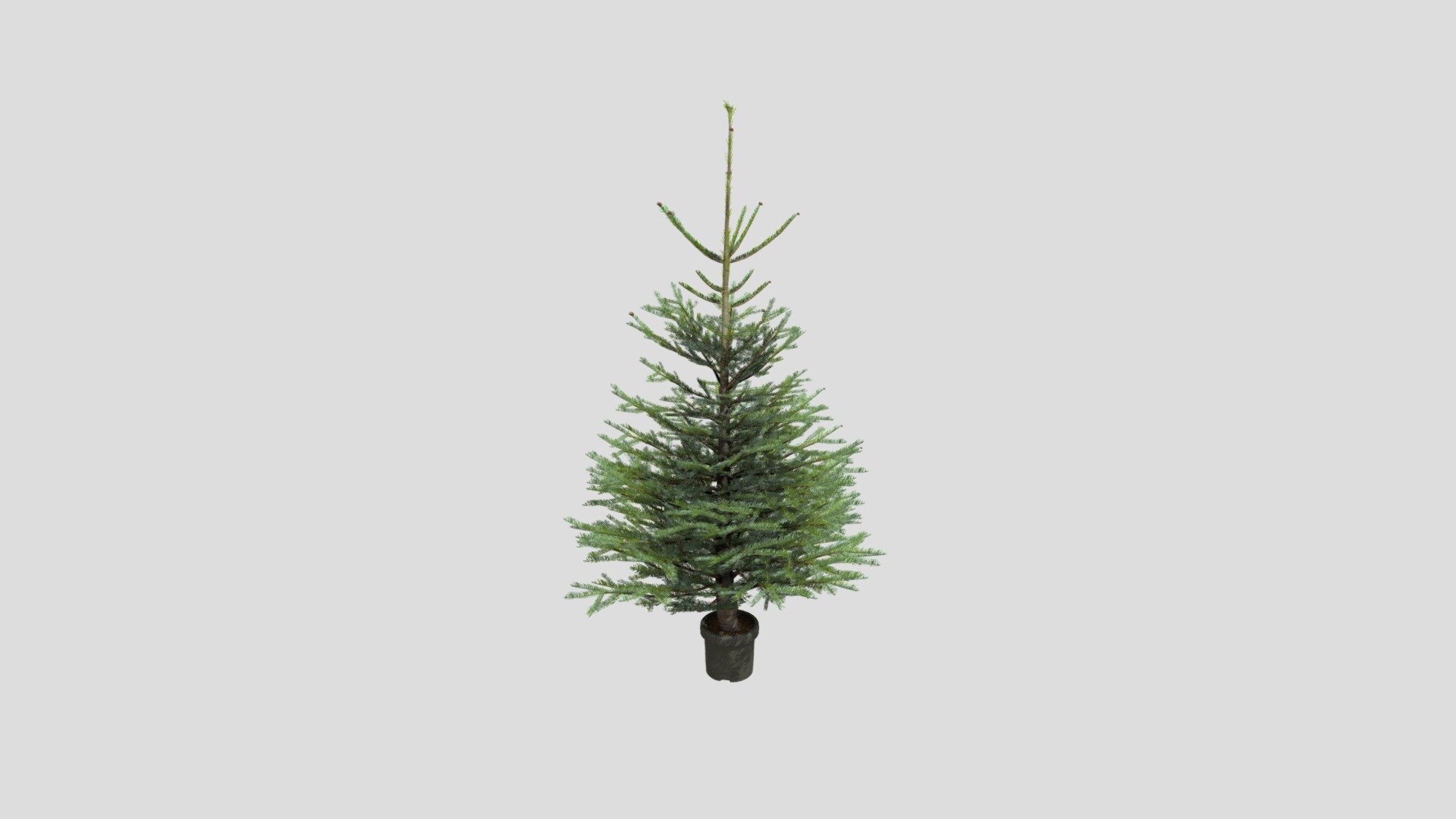 Nordmann fir 3D Model - Buy Royalty Free 3D model by 3DImaginationHub ...