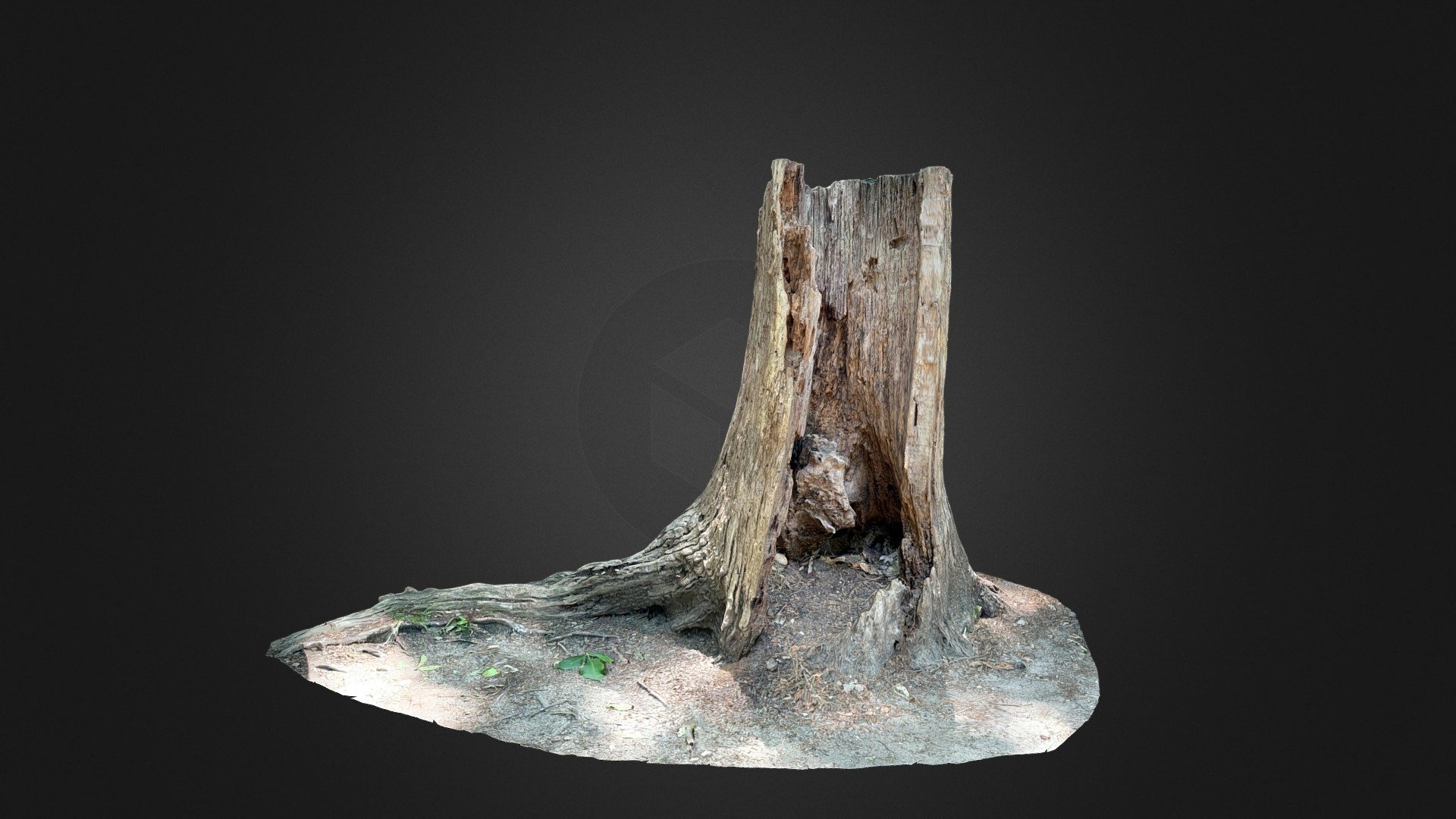 Rotted Stump - Download Free 3D model by Terrie Simmons-Ehrhardt ...