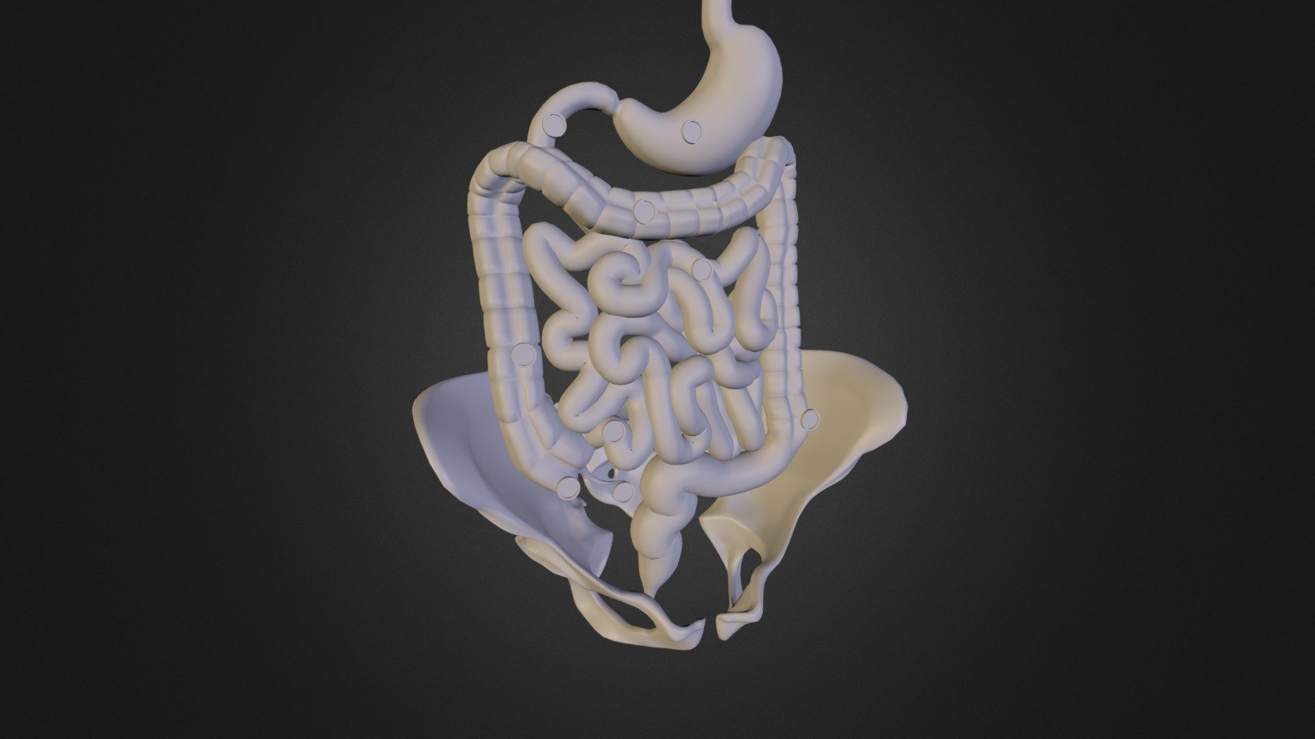 Intestine - Download Free 3D model by vikas3dfreelancer [d0fb772 ...
