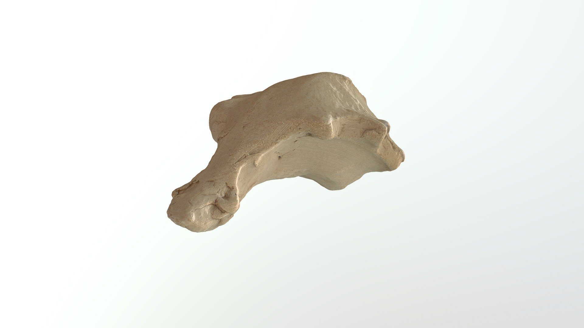 Clay Figure - Turtle neck - Download Free 3D model by gugusheep ...