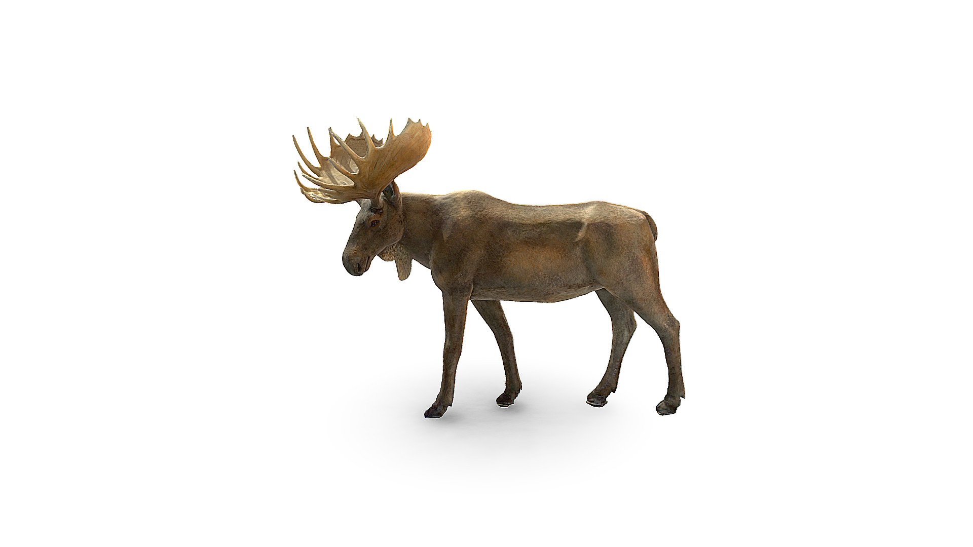 moose - 3D model by TheInteriorGallery [d0ff5eb] - Sketchfab