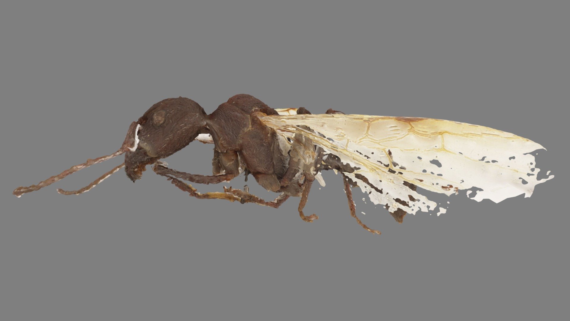 Paraponera clavata Alate Queen - Download Free 3D model by C. J. Howard ...