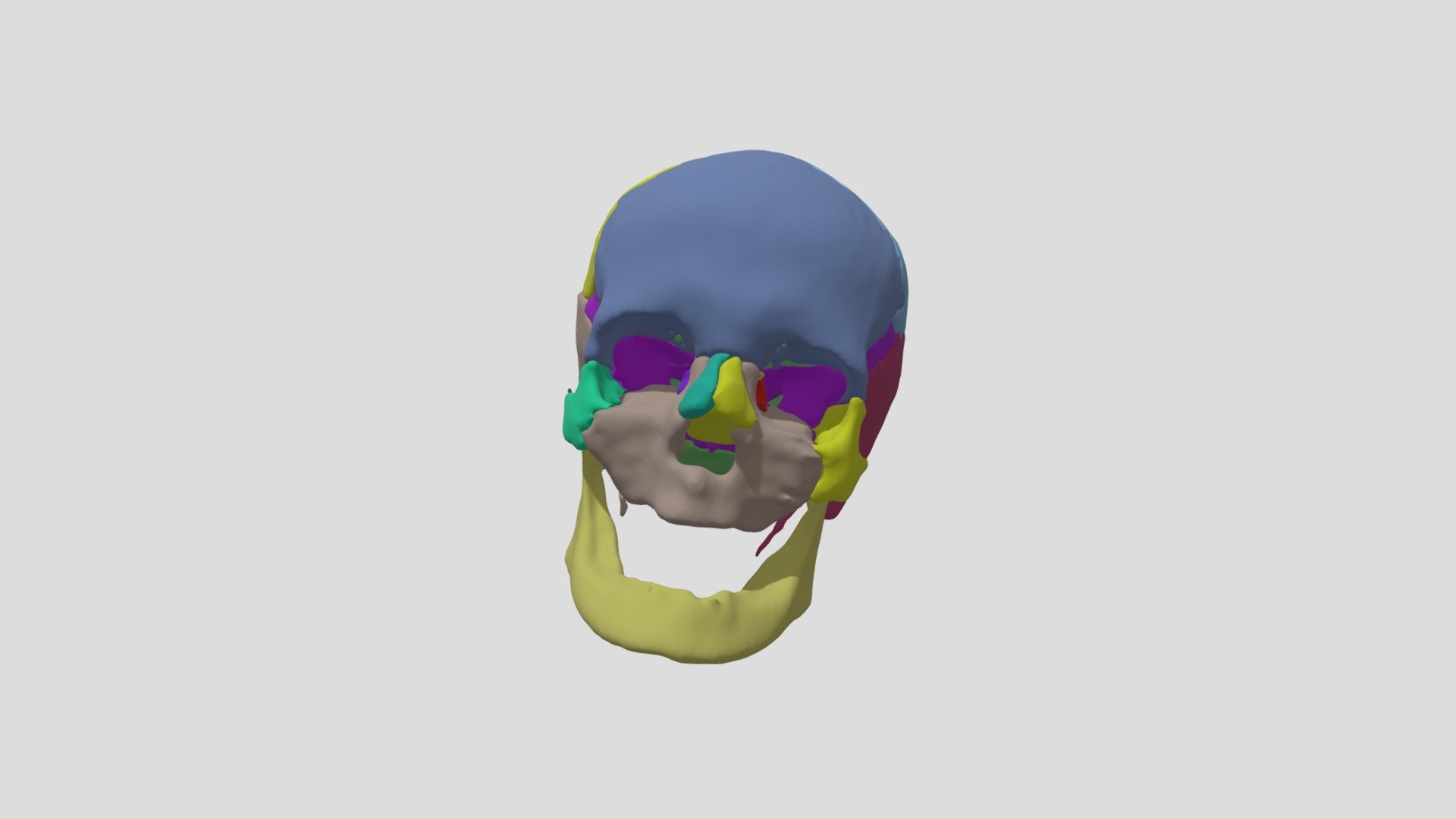 Skull bones - 3D model by gyozo.cz [d106ebd] - Sketchfab