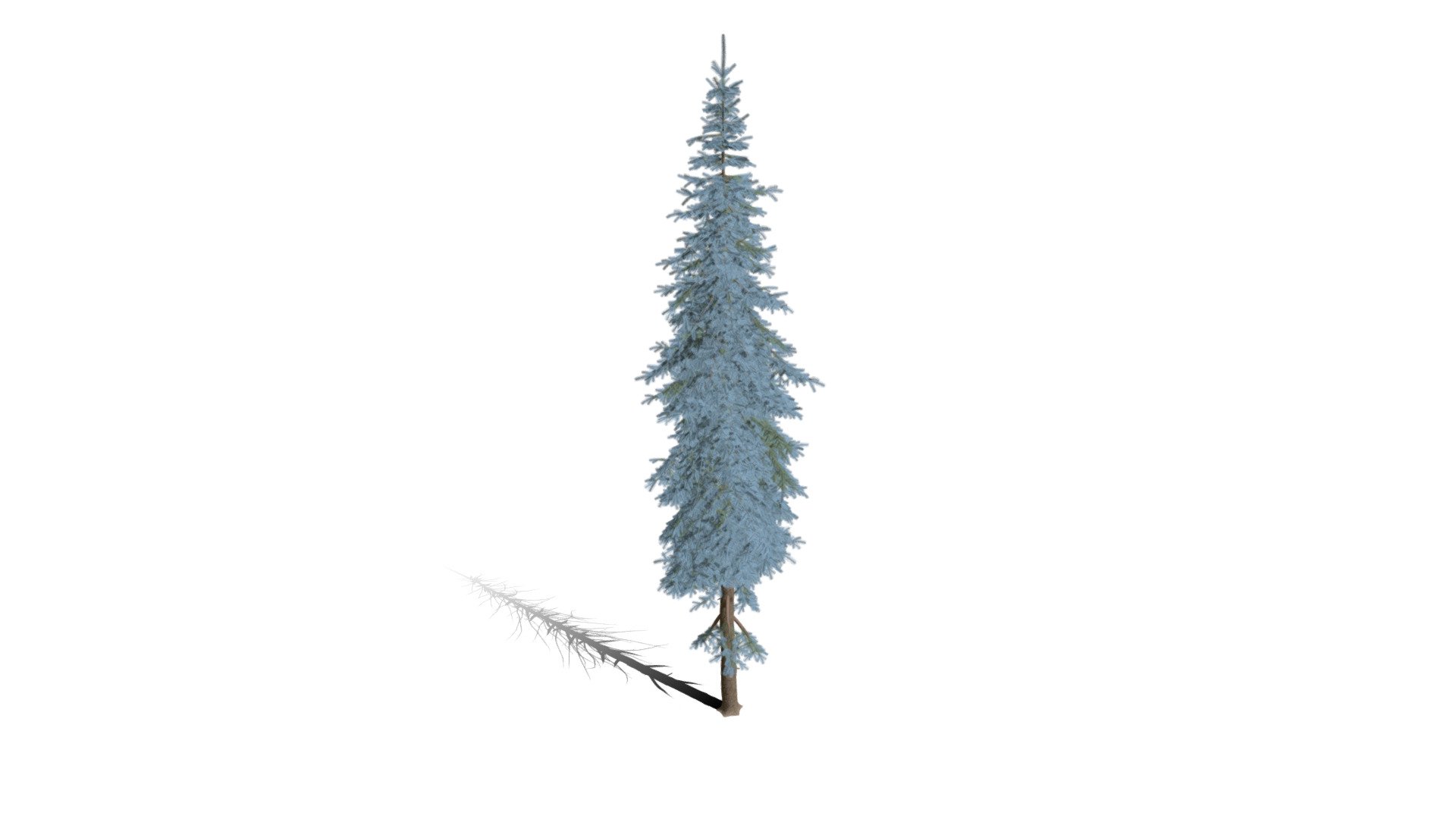 Realistic HD Colorado Blue spruce Koster (10/43) - Download Free 3D ...