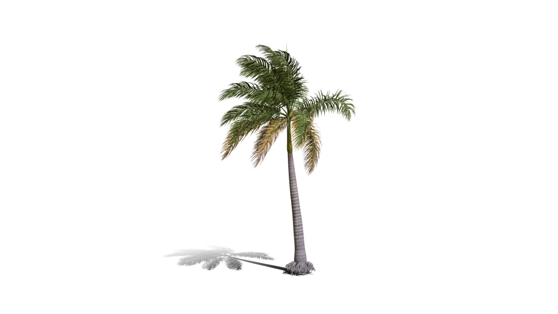 Realistic HD Royal palm (22/25) - Download Free 3D model by ...