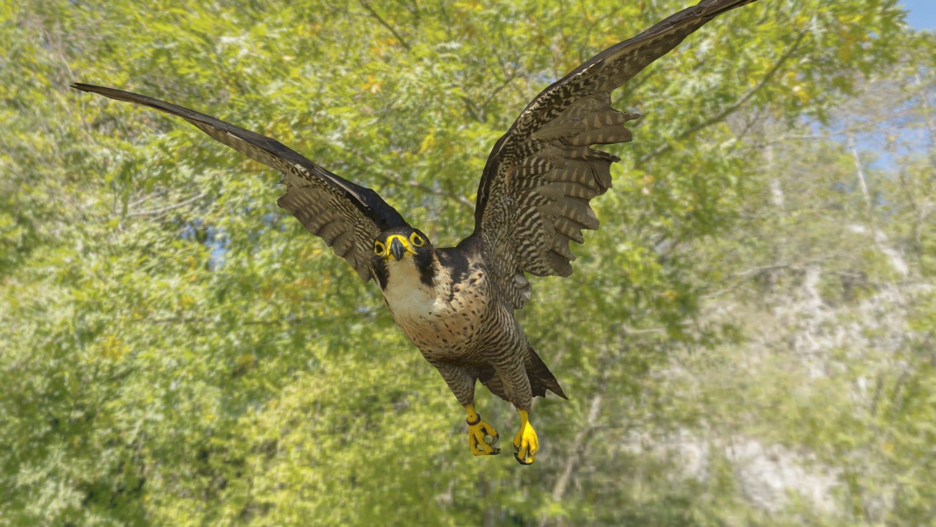 Sokol Selec (Falco peregrinus) - 3D model by hicuplab [d11bf8d] - Sketchfab