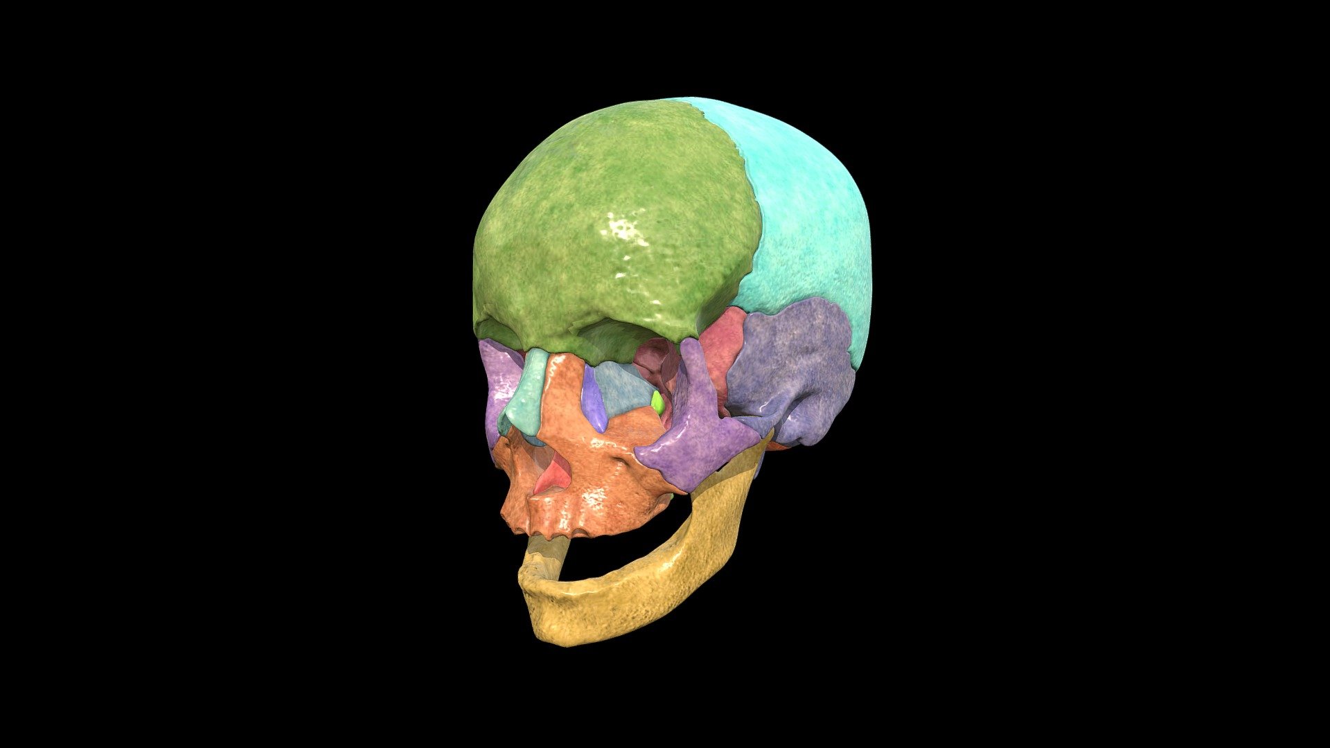 Human Skull Anatomy (with labels) - 3D model by Friso Jansen ...