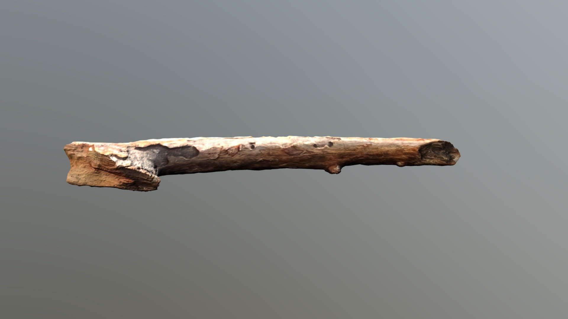 Branch of tree - 3D model by alesya3d [d1252c8] - Sketchfab