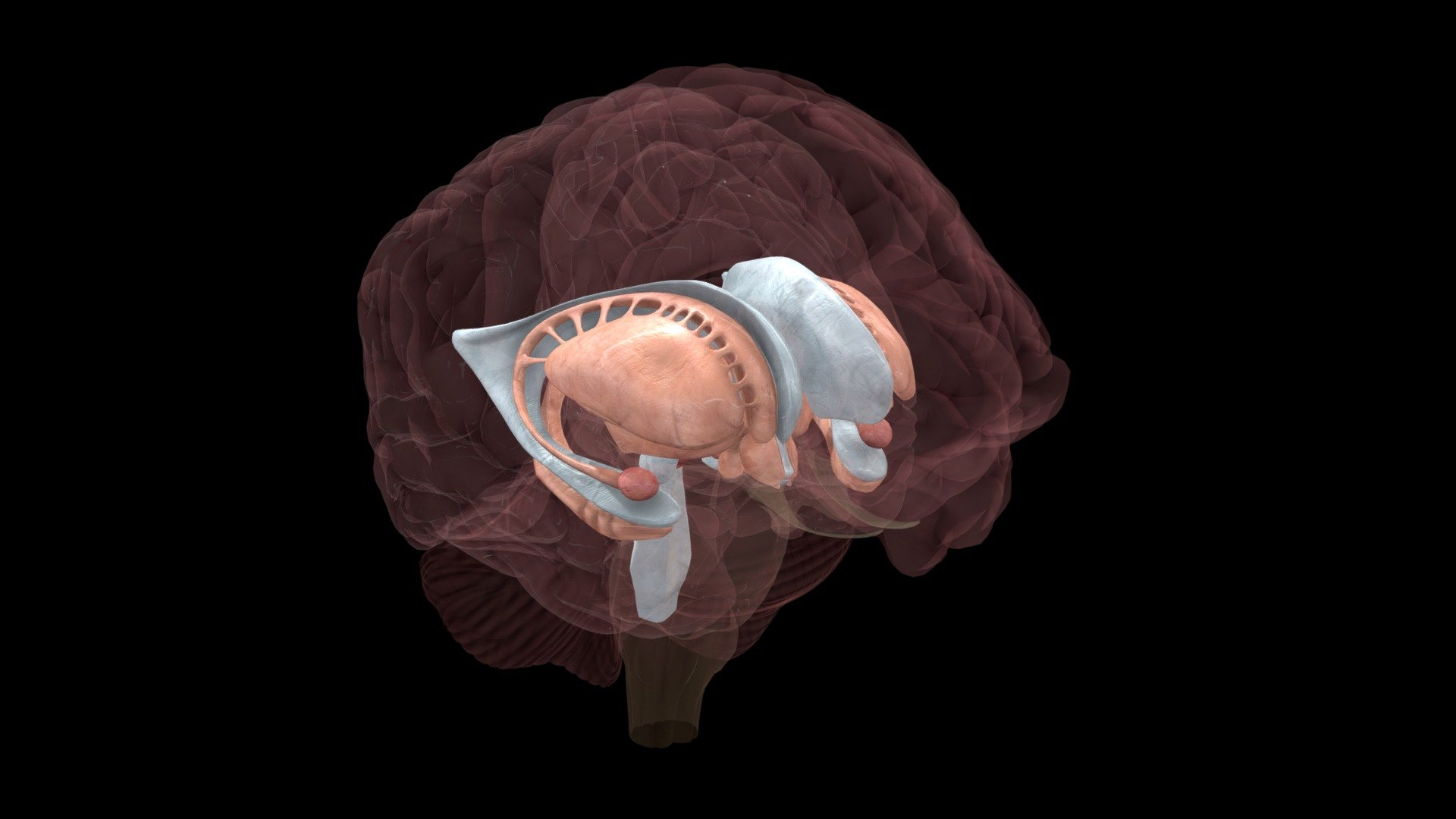AAL Atlas- Deep Brain Structures - 3D model by medivisuals [d125dfa ...
