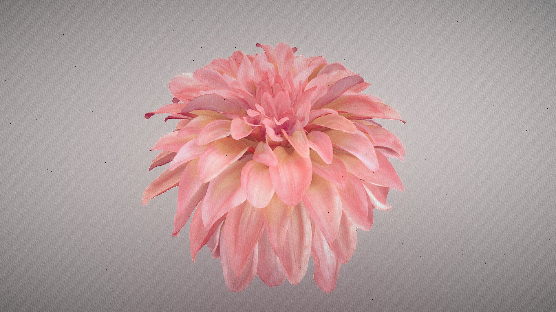 Dahlia - 3D model by Augang [d12f52d] - Sketchfab