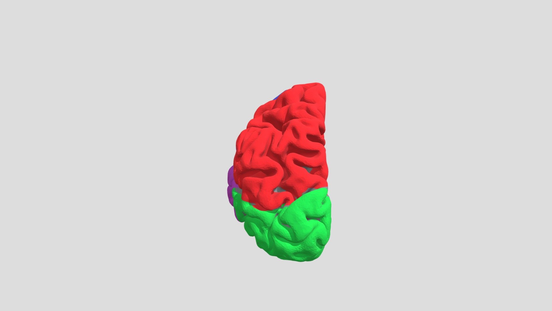 lobes - 3D model by canestrarir [d12fd12] - Sketchfab