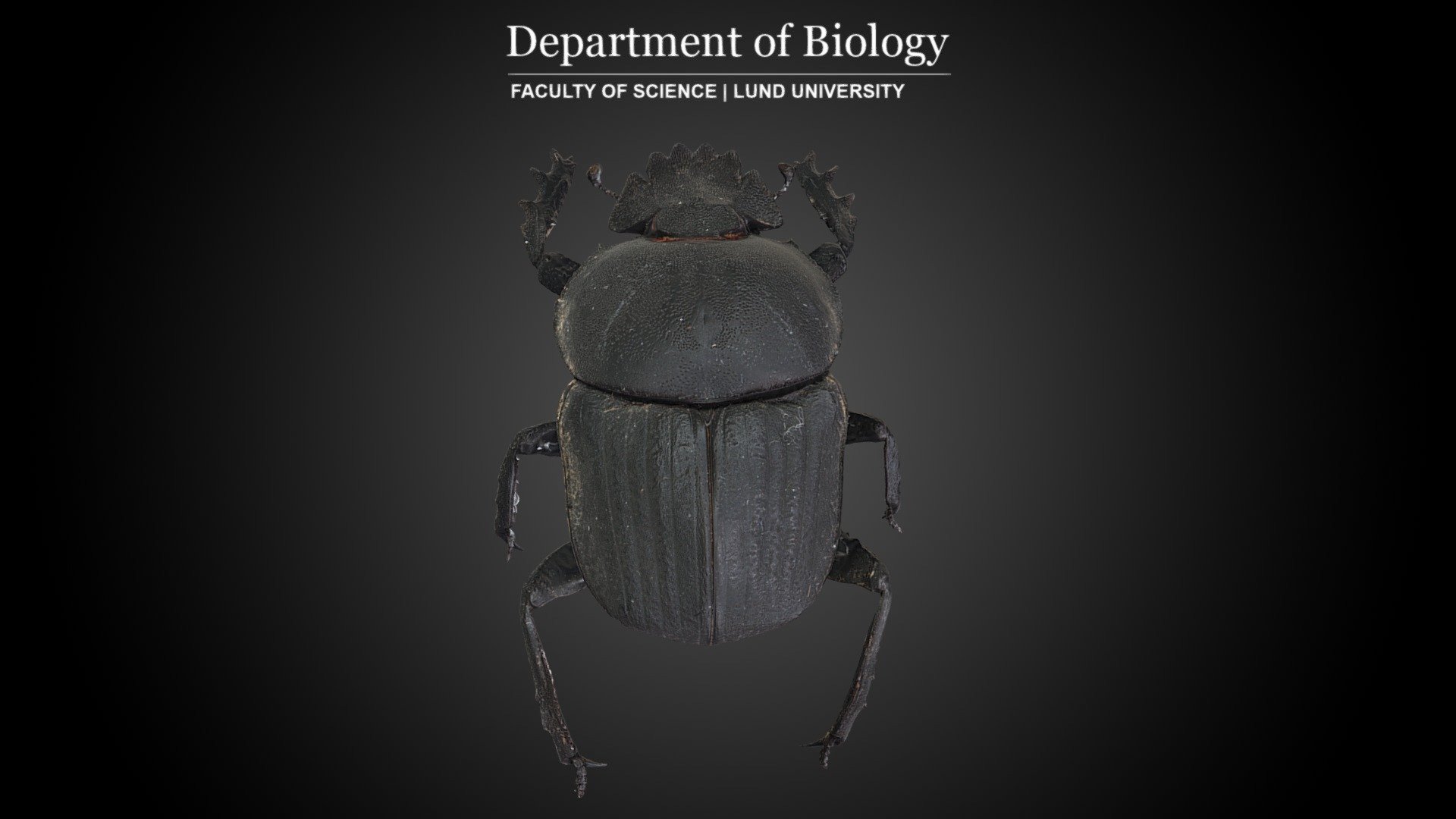 Dung Beetle (Kheper lamarcki) - 3D model by 3D Lab - Department of ...