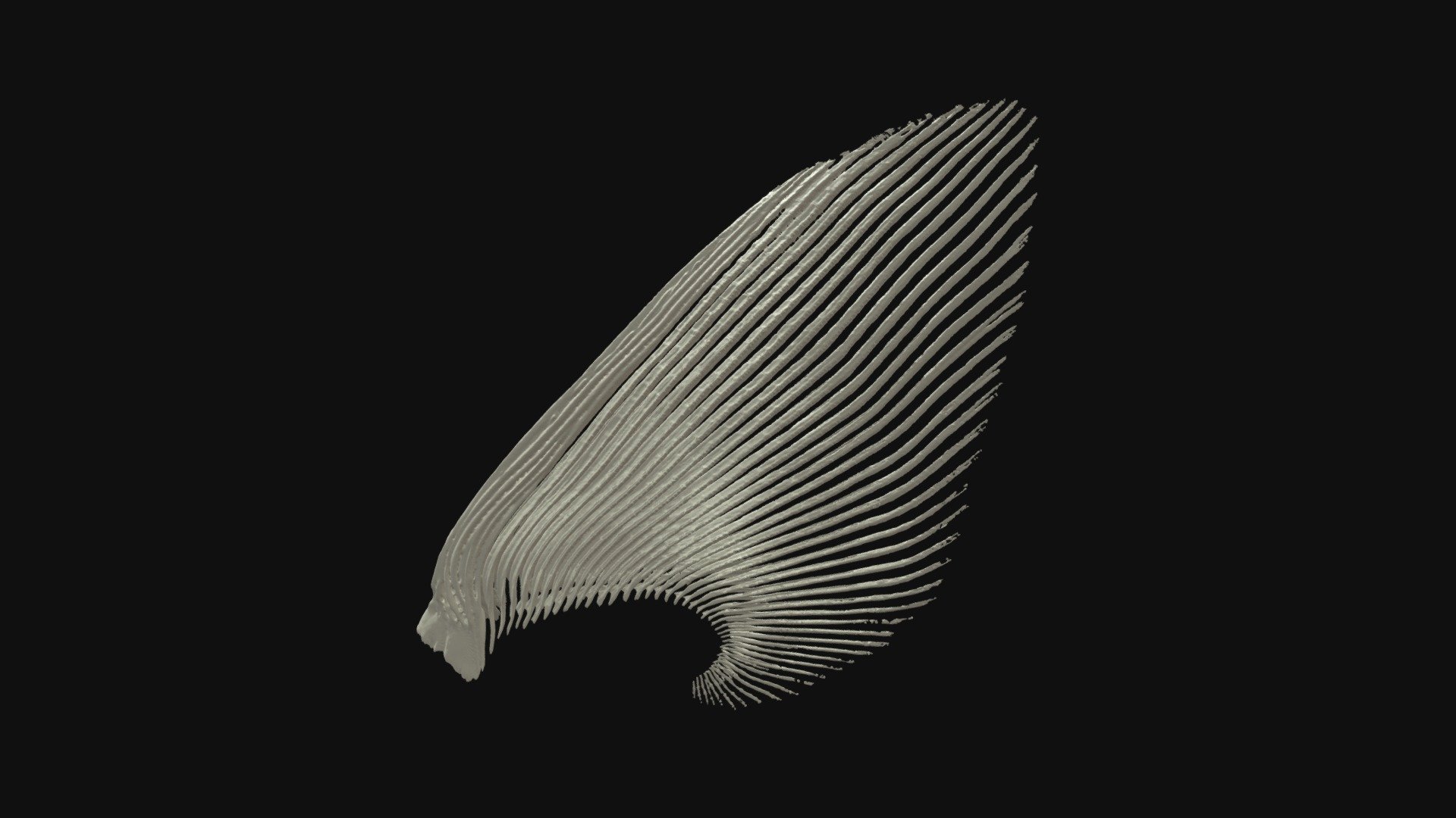 Sturgeon pectoral fin rays - Download Free 3D model by ...