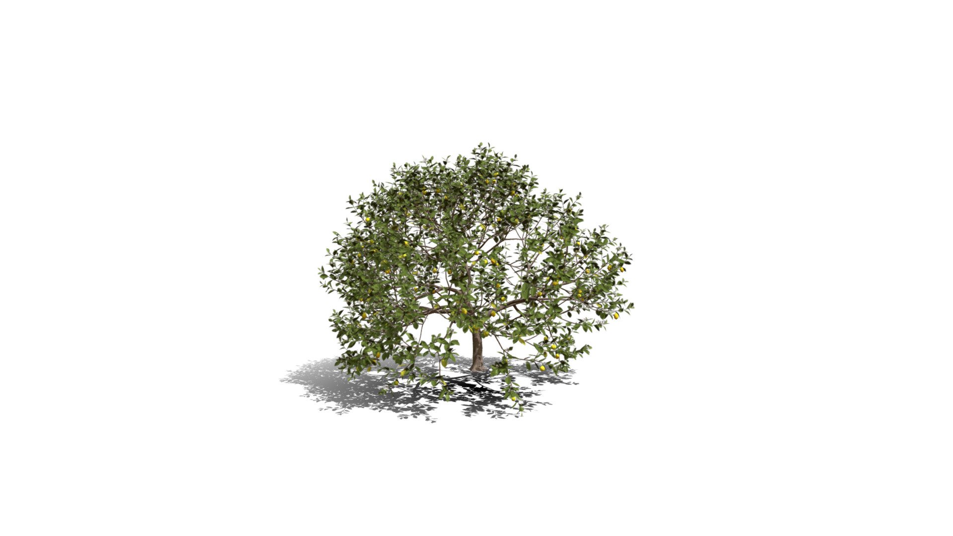 Realistic HD Lemon tree (8/30) - Download Free 3D model by PlantCatalog ...