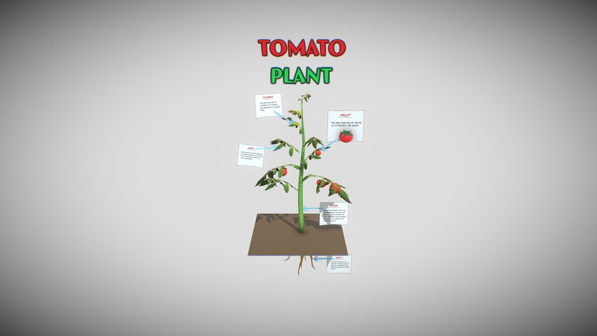 Part of Plant (Tomato) - 3D model by isparklekidz [d135f05] - Sketchfab