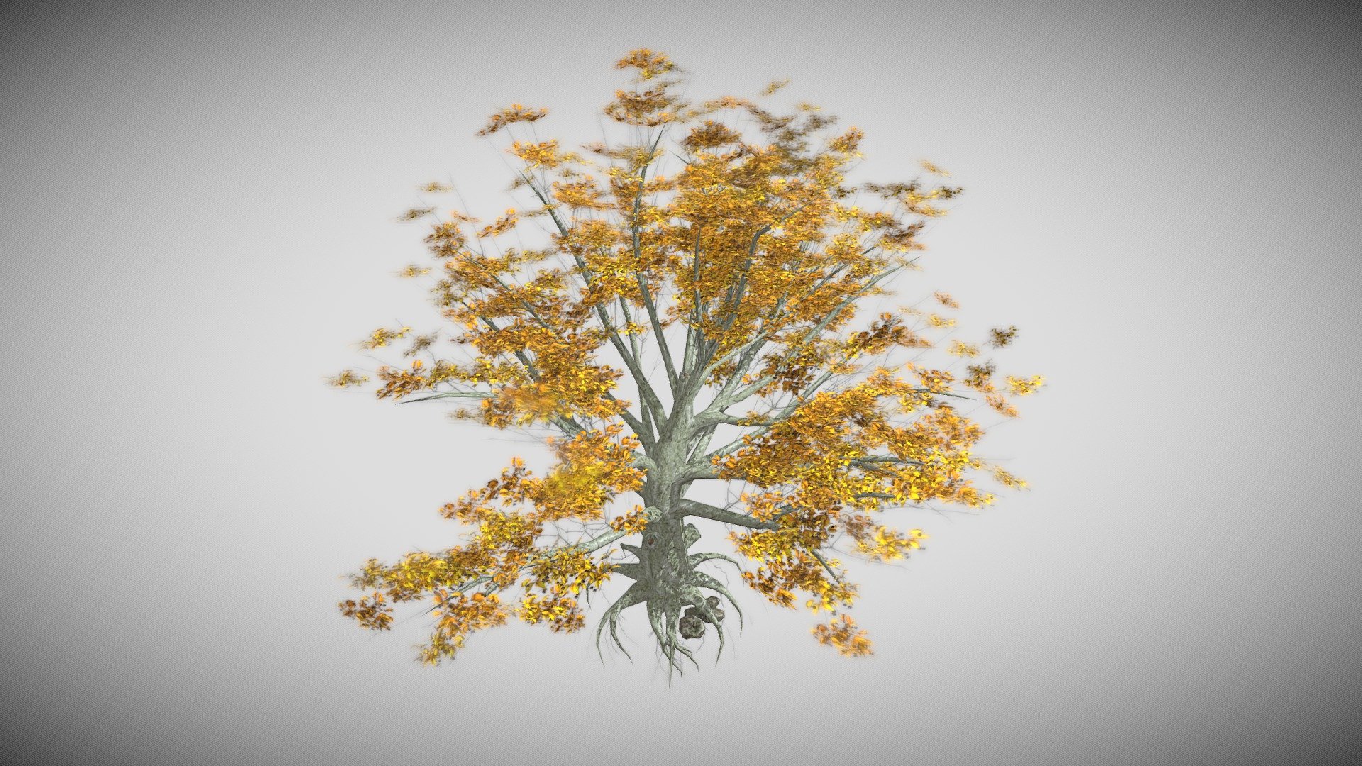 American Beech Fall Tree - Buy Royalty Free 3D model by DATEC_Studio [d1368be] - Sketchfab Store